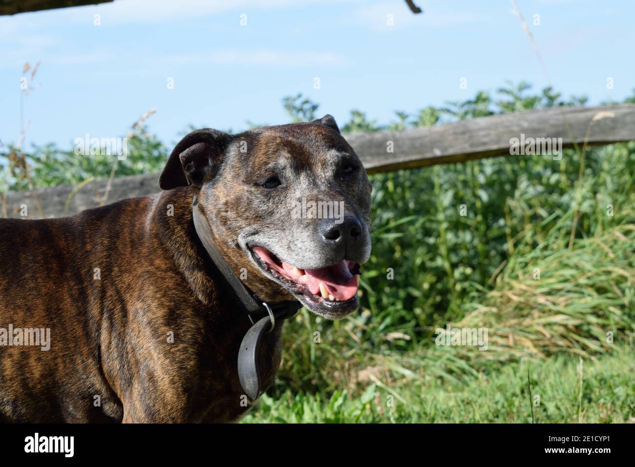 Cute Staffy on a Walk in the Countryside Stock Photo - Alamy