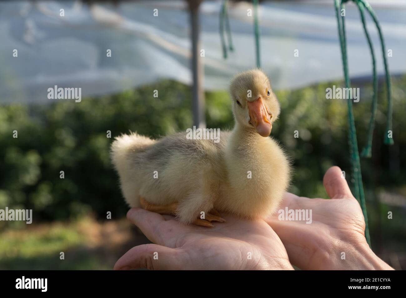 A young goose is carried on the arm. The background is blurred. Close ...