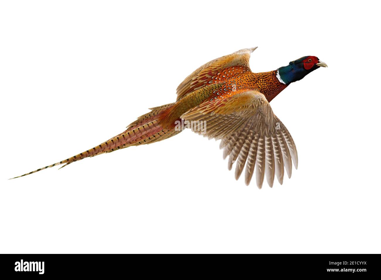 Common pheasant flying in the air isolated on white background Stock ...
