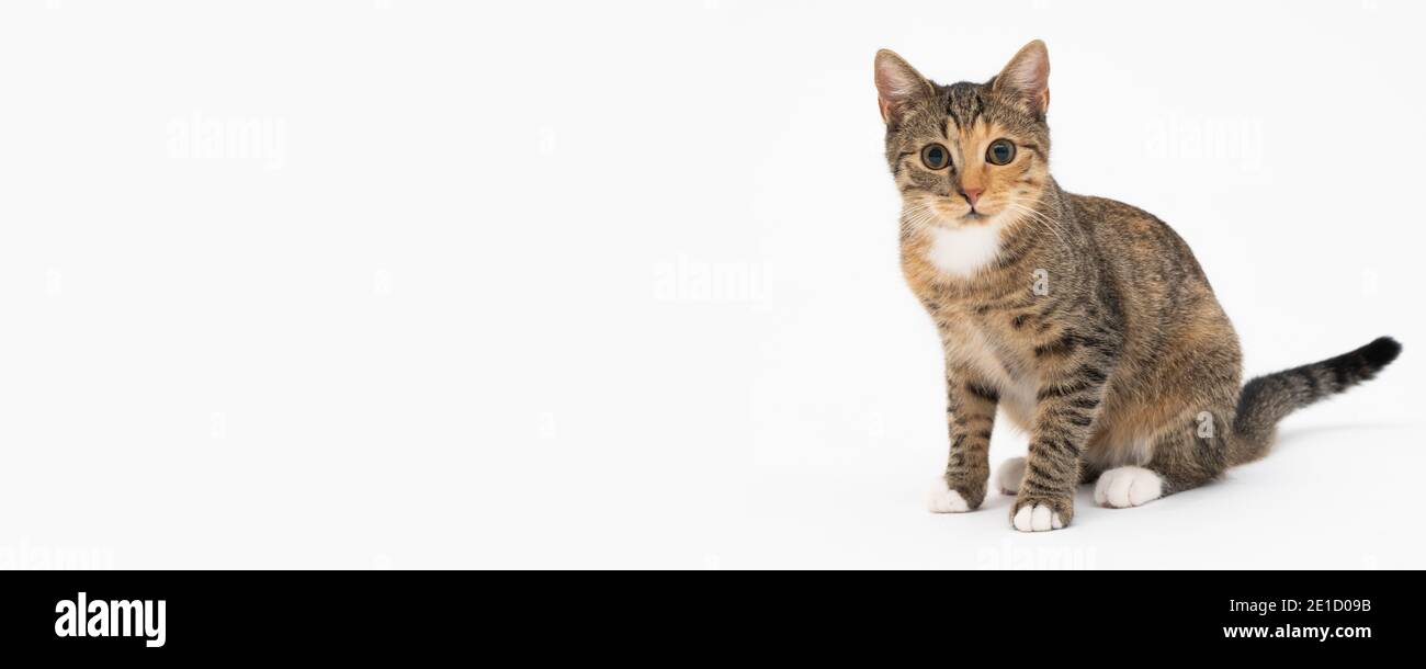 The female cat sits on a white background in the sphinx position and ...
