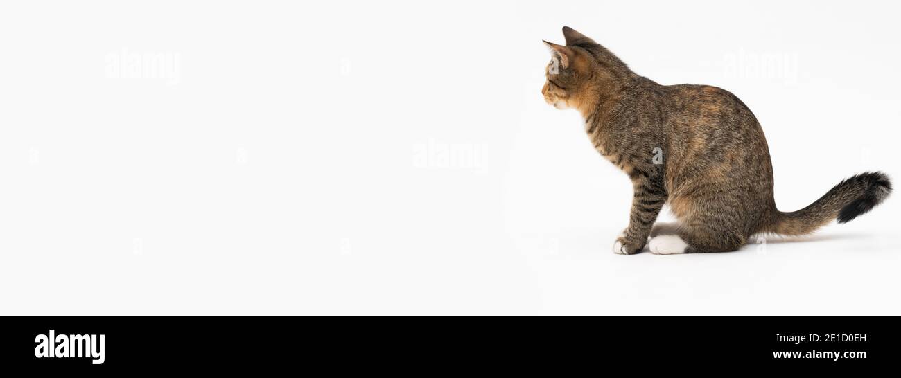 The cat sits on a white background, sideways facing the camera and ...