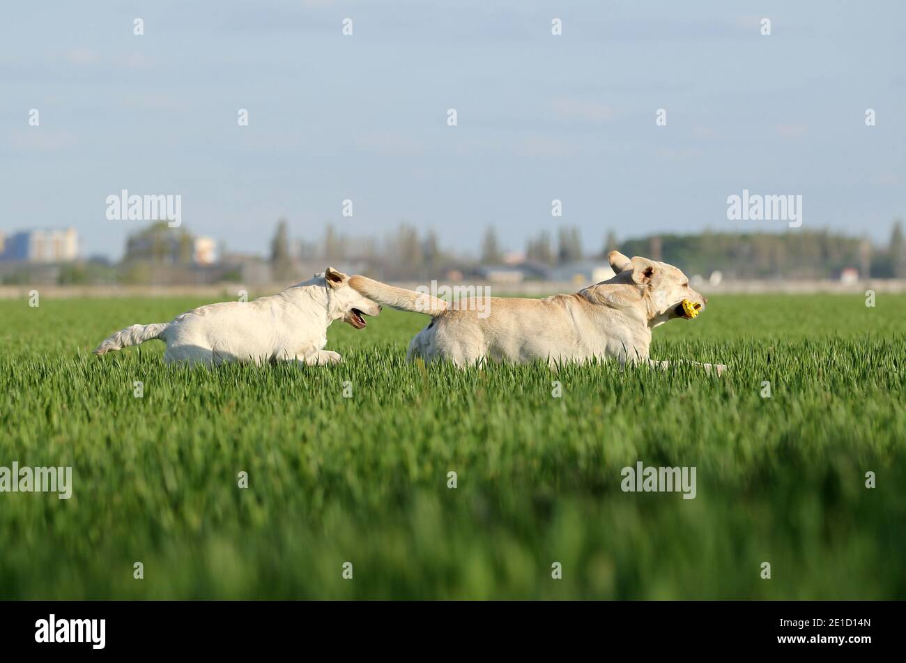 Lovely Labradors High Resolution Stock Photography and Images - Alamy