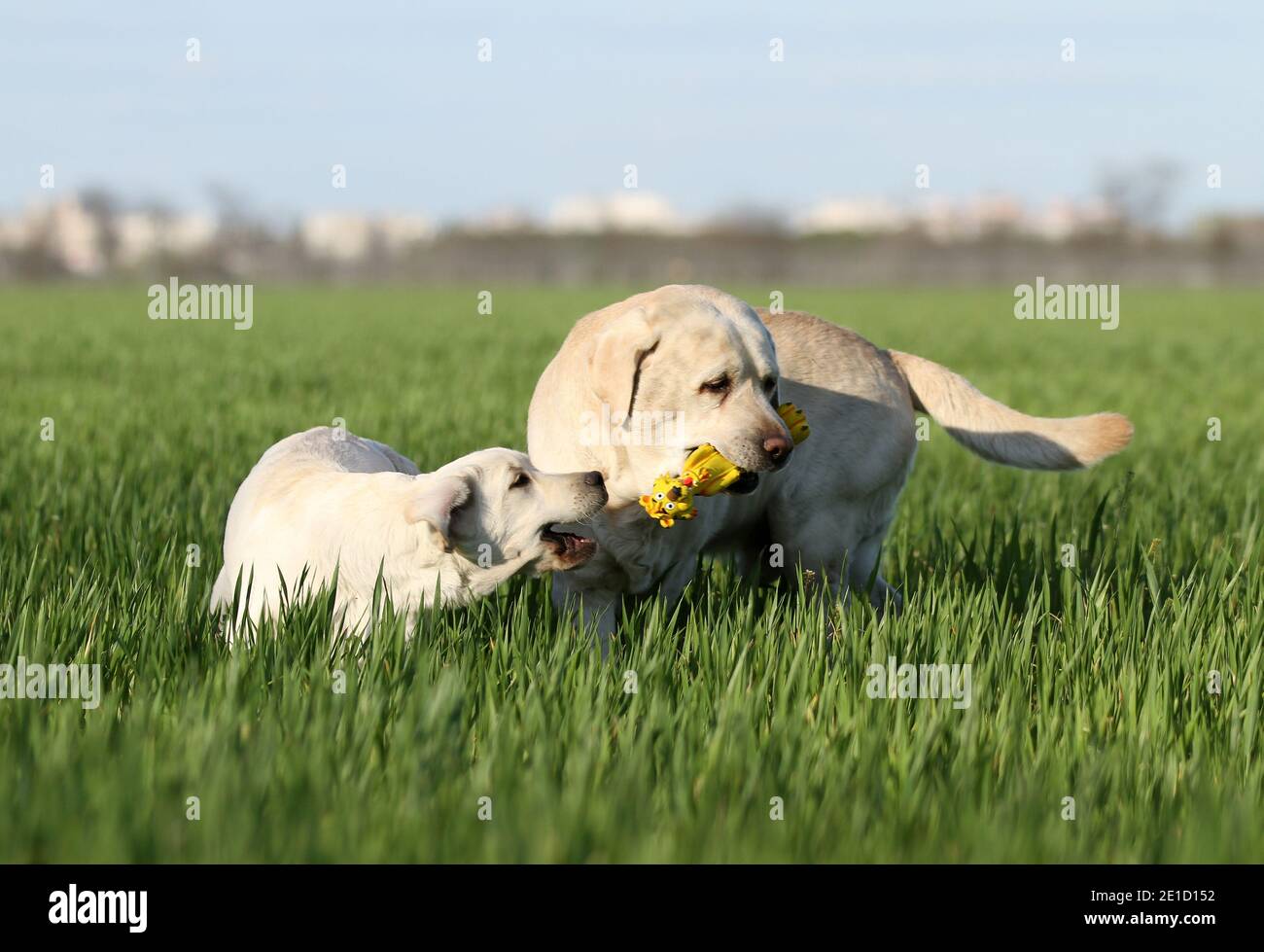 two sweet yellow labradors playing in the park Stock Photo - Alamy