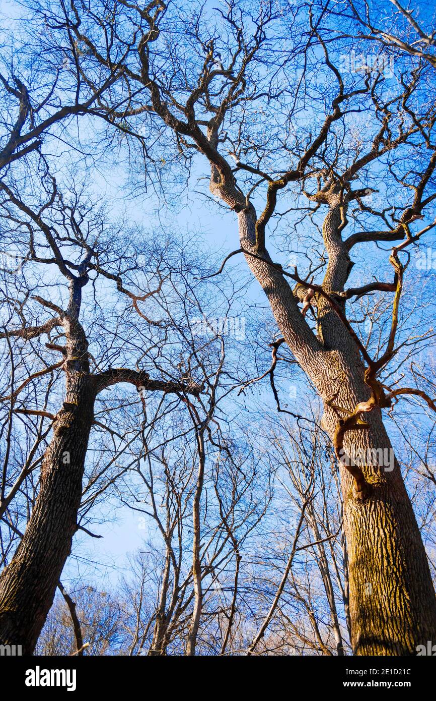 Trees without foliage hi-res stock photography and images - Alamy