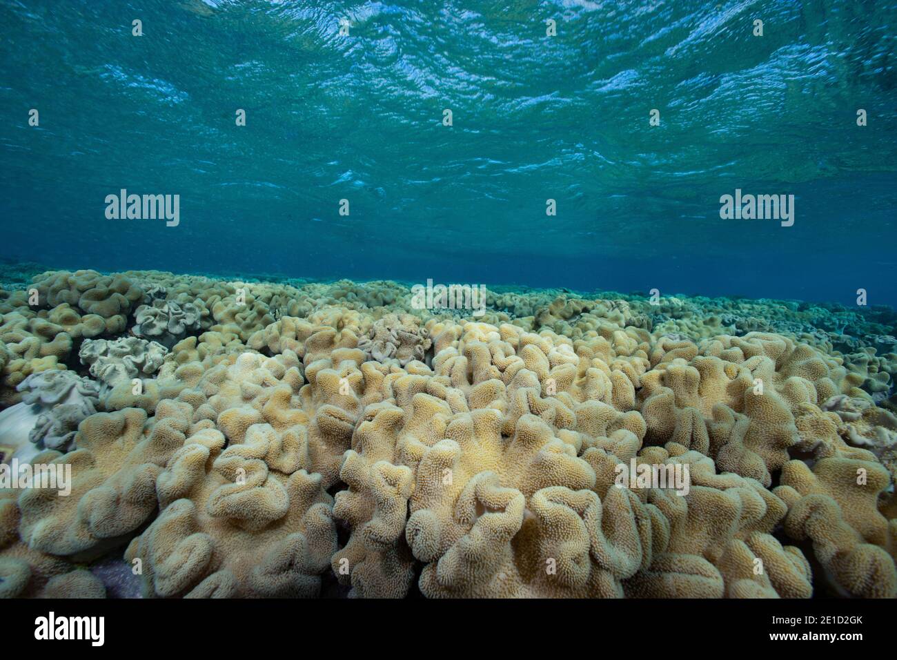 Gold-crowned leather coralÃ‚Â (Sarcophyton tenuispiculatum), Great ...