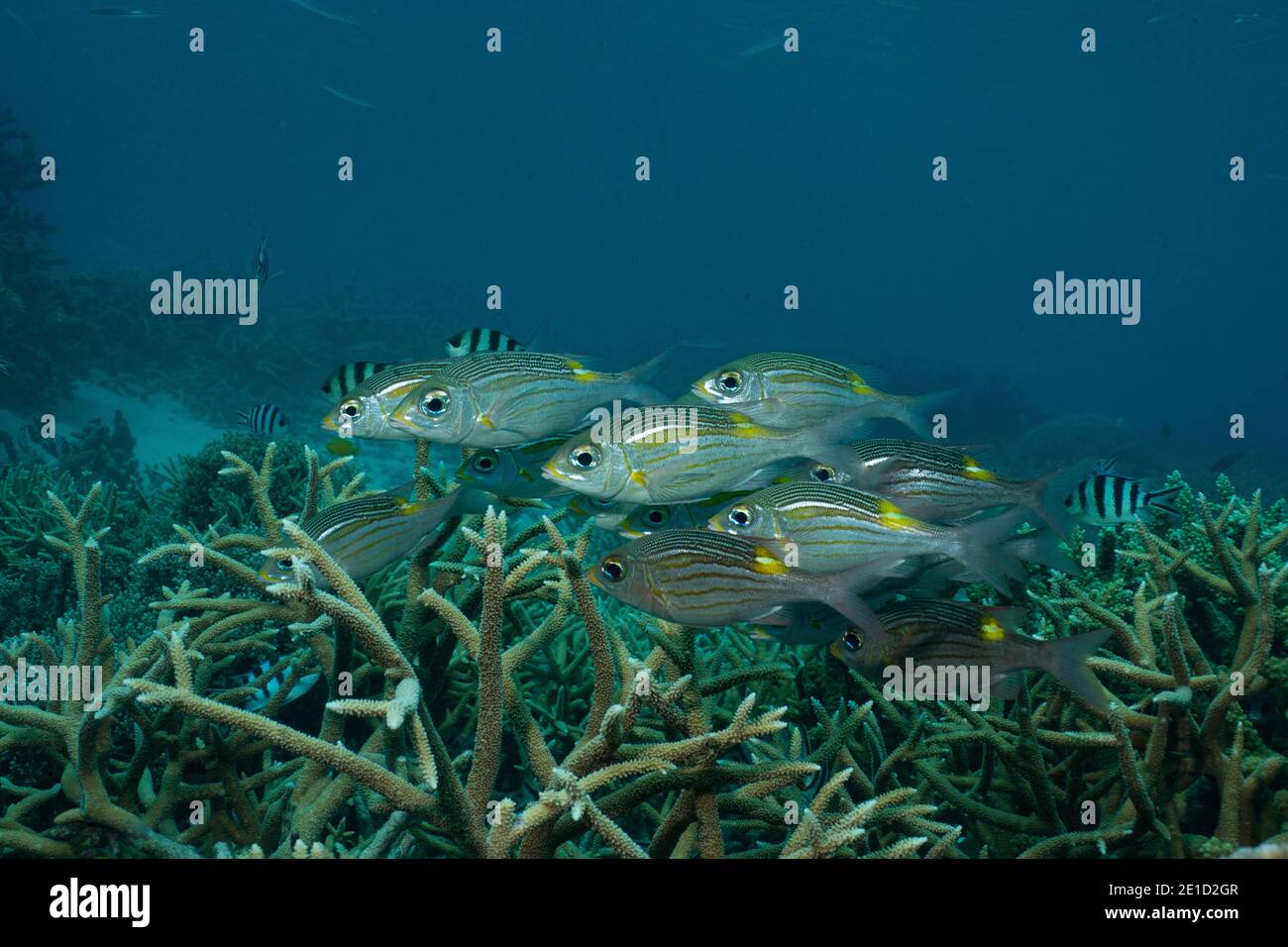 Striped large-eye bream (Gnathodentex aureolineatus), Great Barrier ...