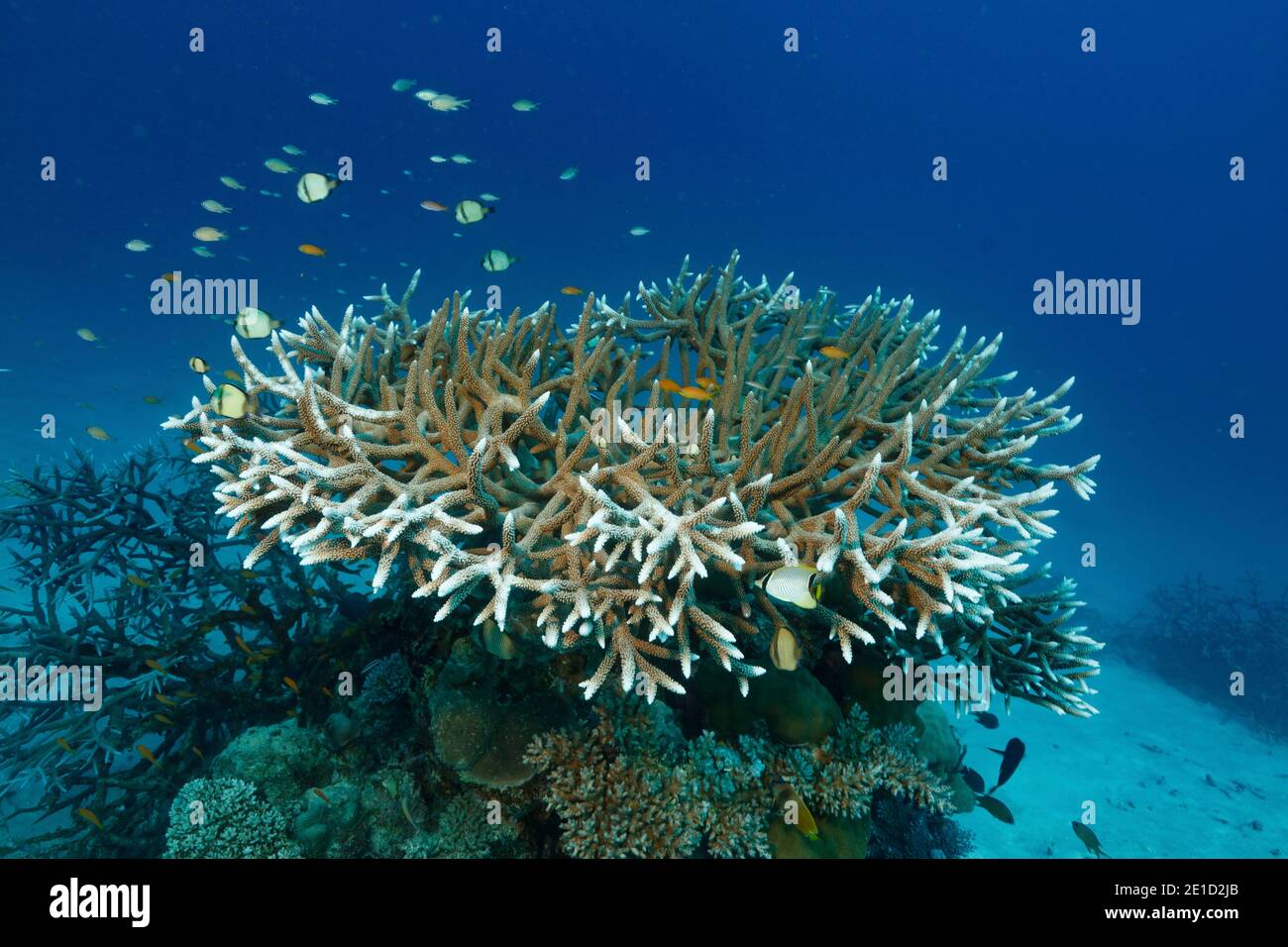 StaghornÃ‚Â coralÃ‚Â (AcroporaÃ‚Â species), Far North, Great Detached ...