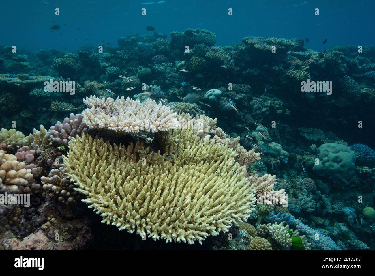 Stony corals, Far North, Great Detached Reef, Great Barrier Reef ...
