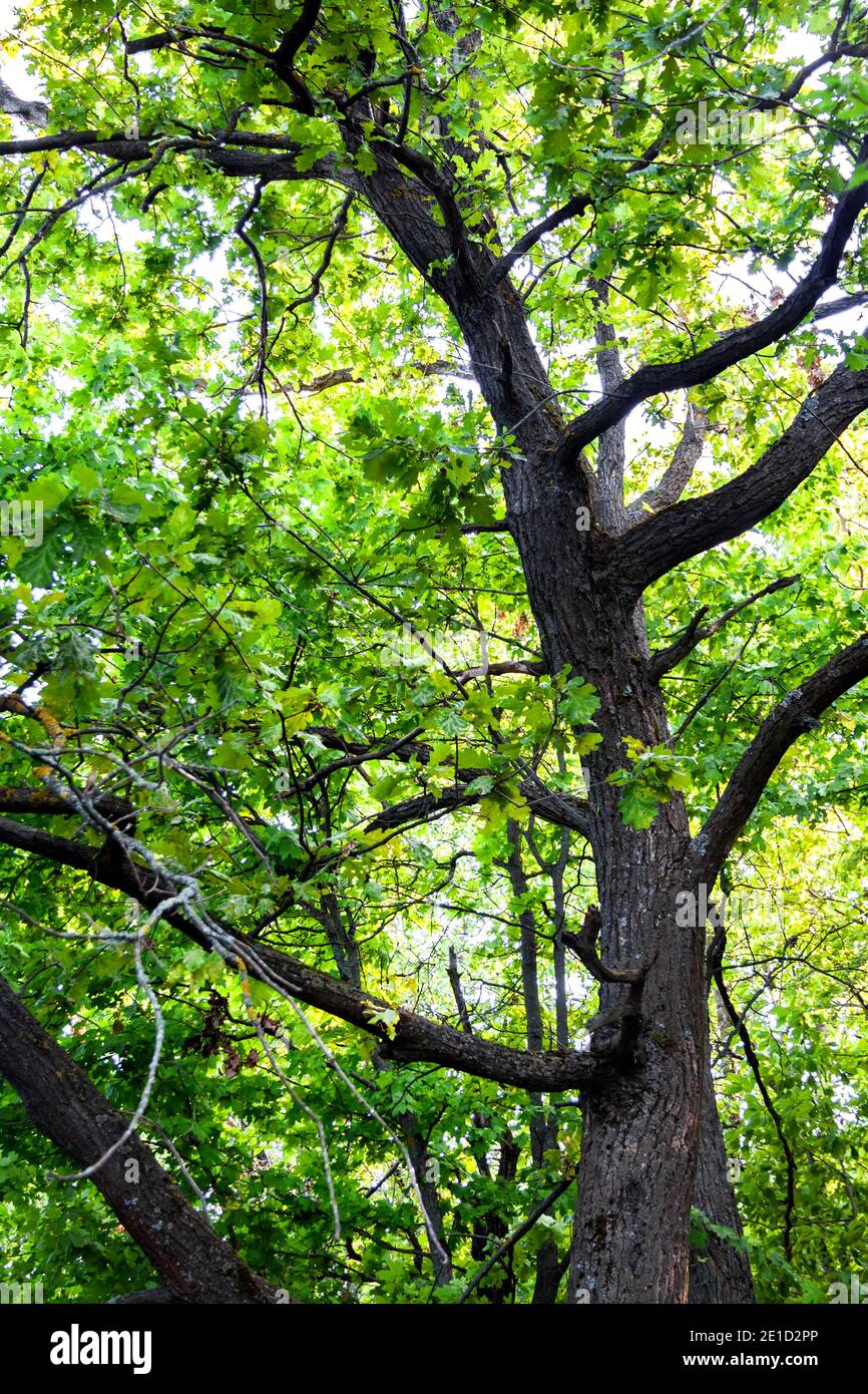 Big oak tree in green summer forest Stock Photo - Alamy