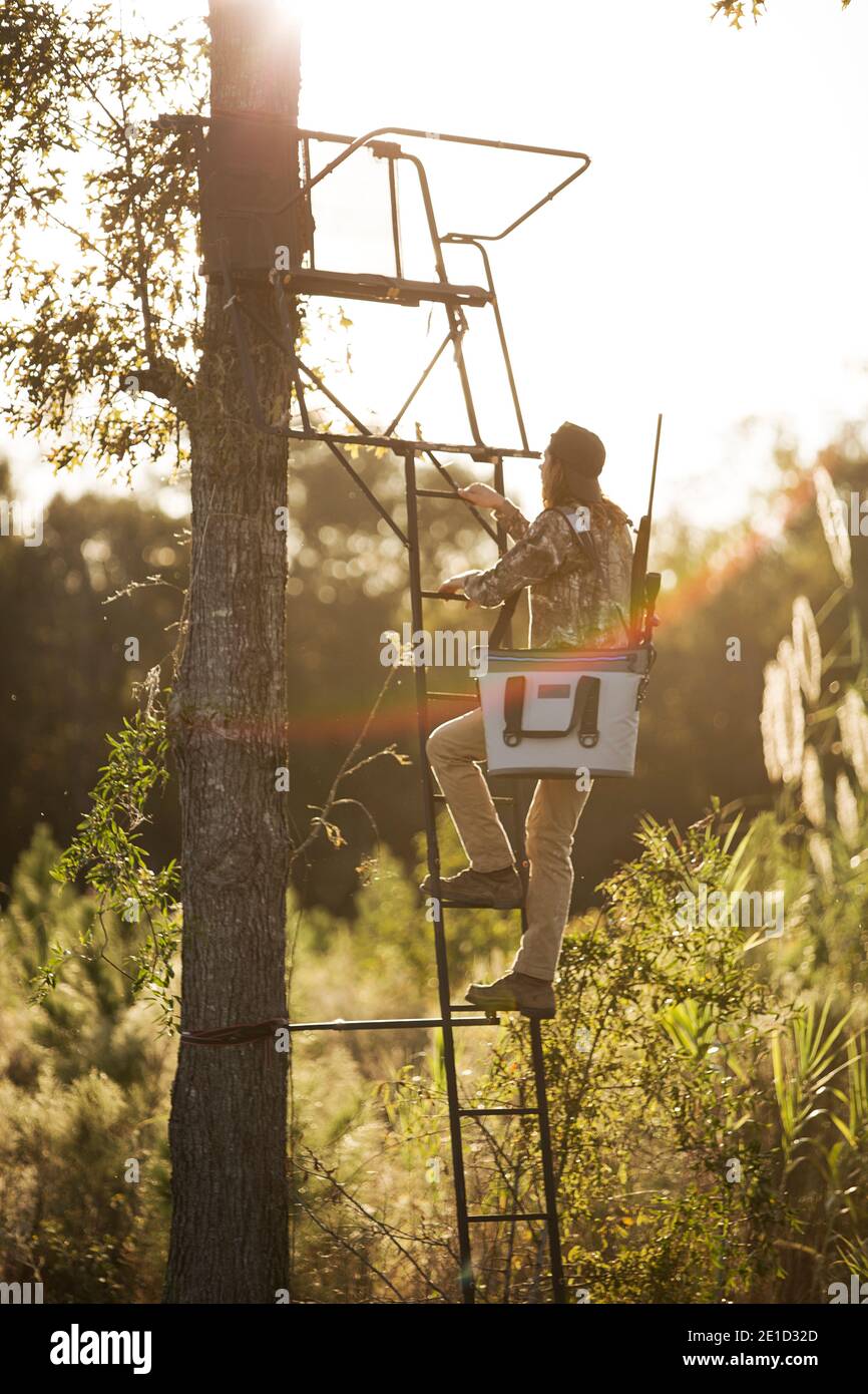 Deer hunter climbing up hunting blind, Bear Creek Reserve, Georgia, USA ...