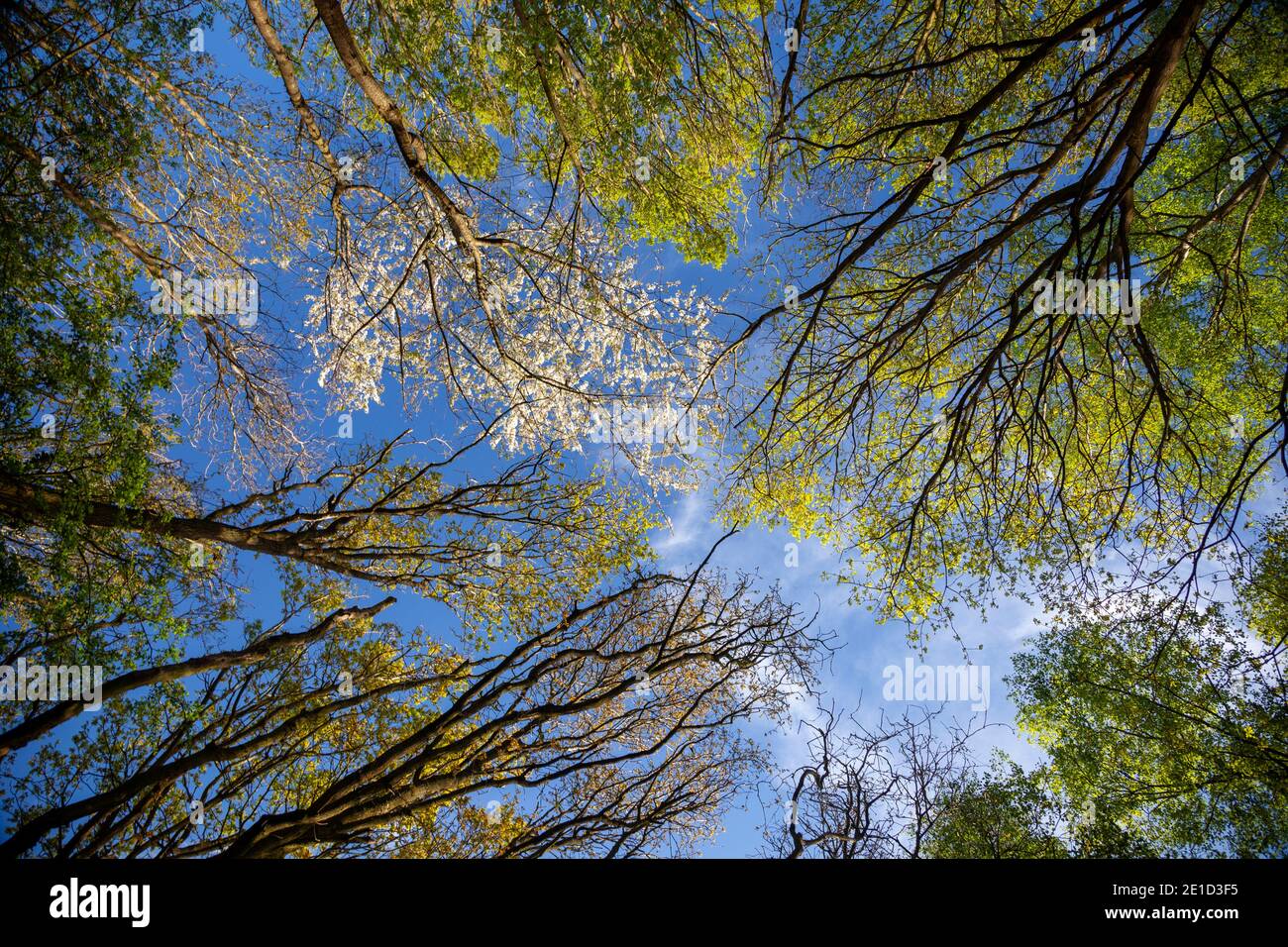 Thin Tall Trees High Resolution Stock Photography and Images - Alamy
