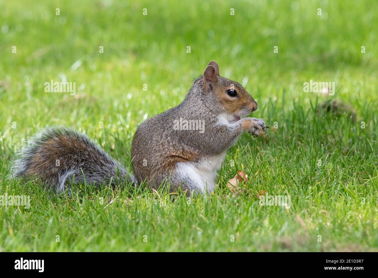 Vermin monkey hi-res stock photography and images - Alamy