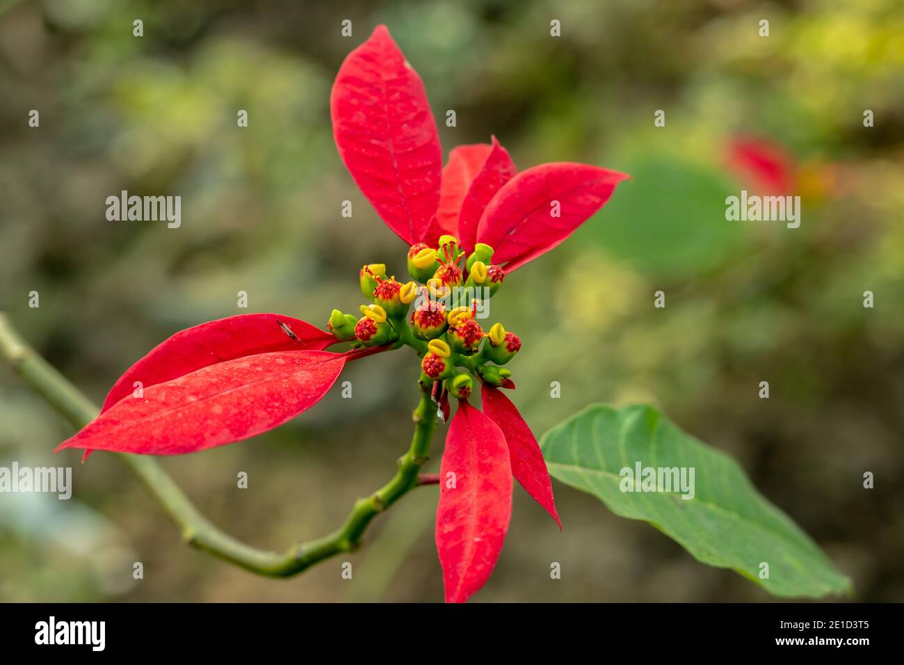 Christmas-flower or Euphorbia pulcherrima Willd from Euphorbiaceae ...
