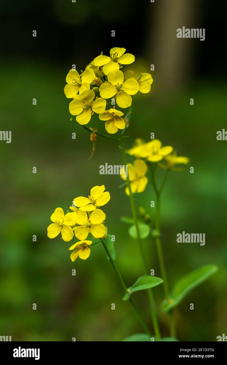 Mustard flower cultivation hi-res stock photography and images - Alamy