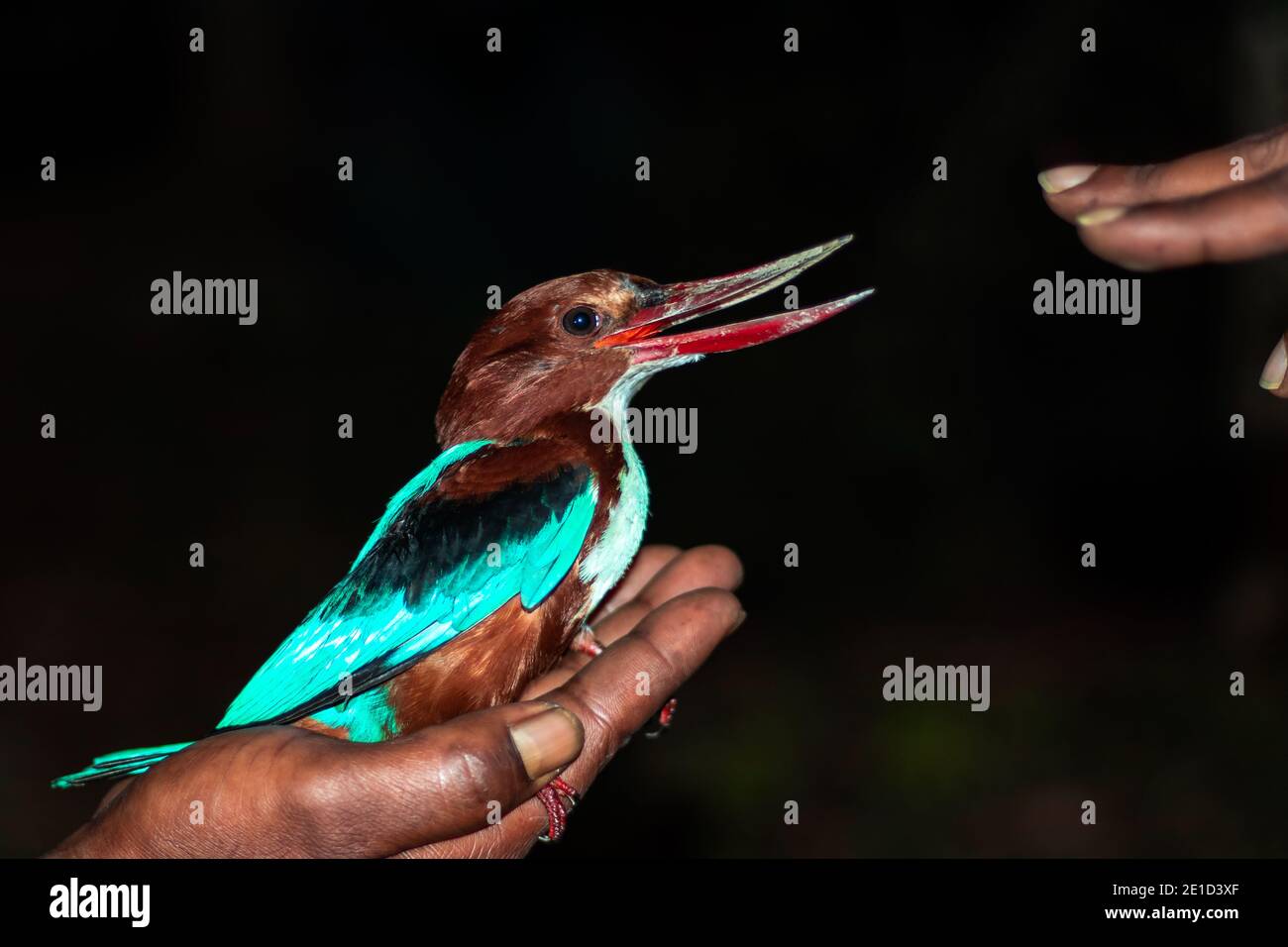 Bird caught in net hi-res stock photography and images - Alamy