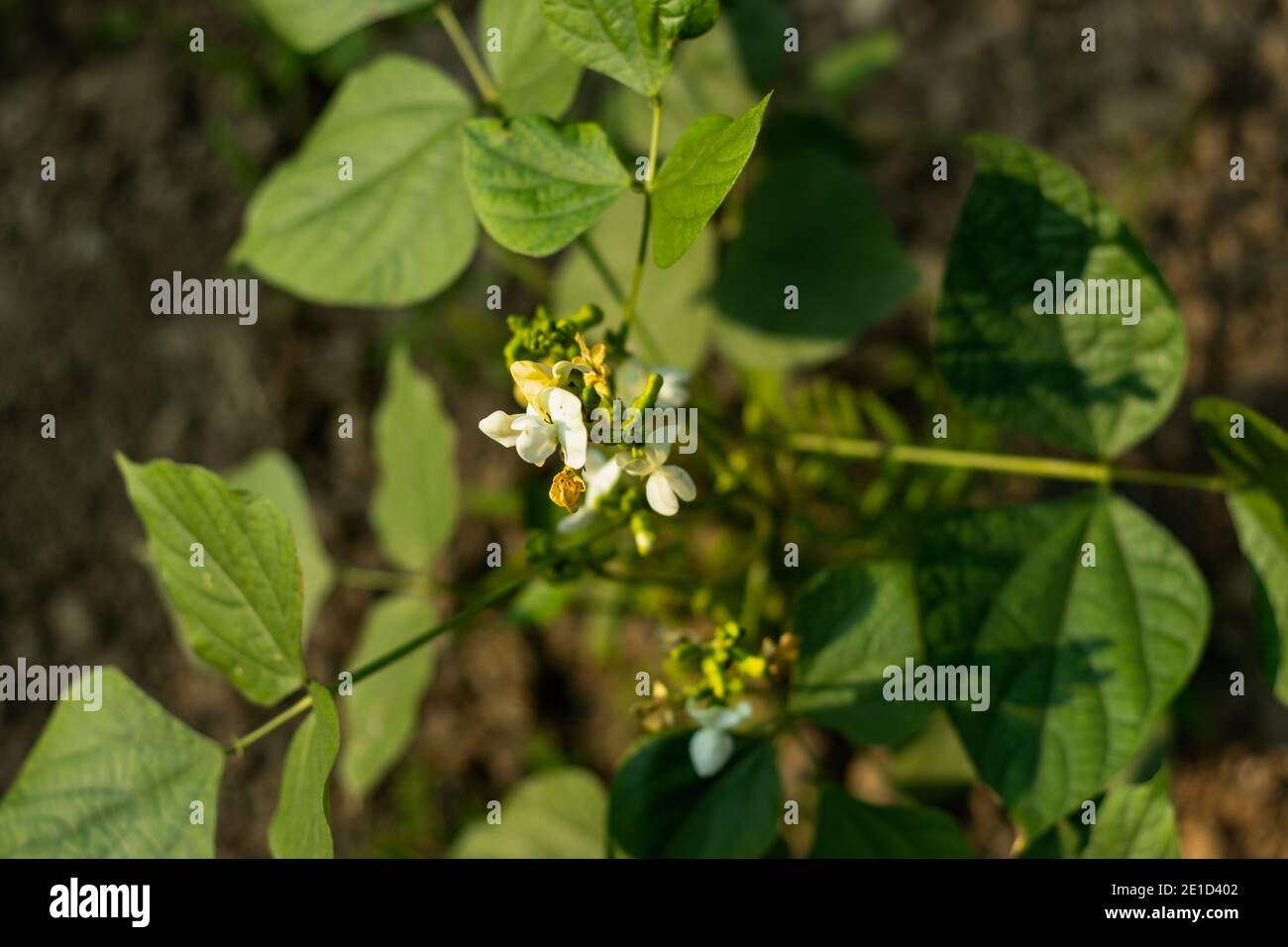One foot small bean tree with bean flower on winter season Stock Photo ...