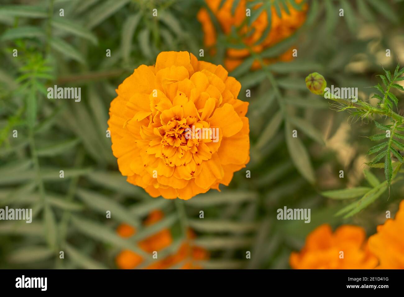 The single solid and pure yellow marigold flower Stock Photo - Alamy