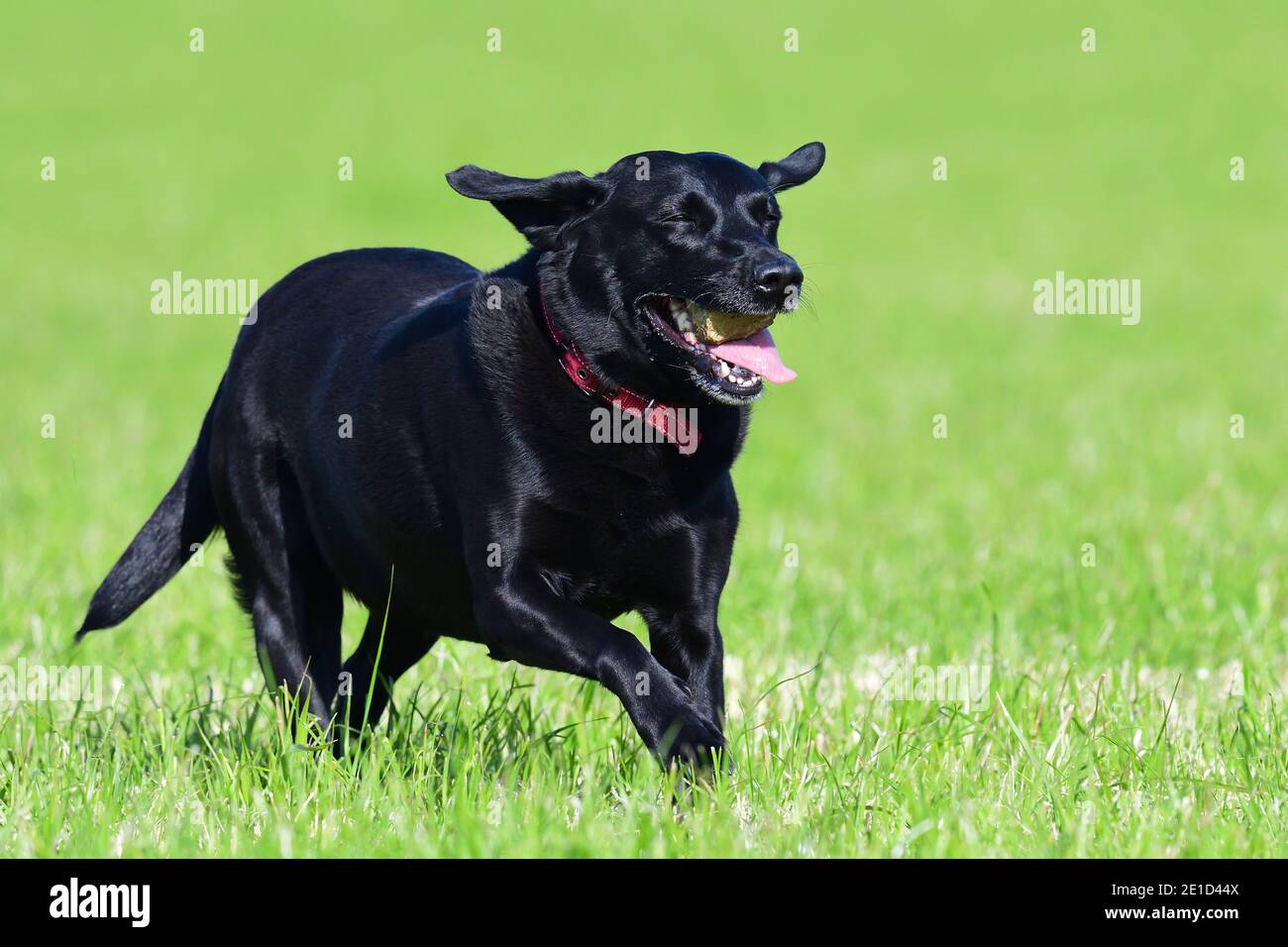 Action shot of a young black Labrador running through a field with a ...