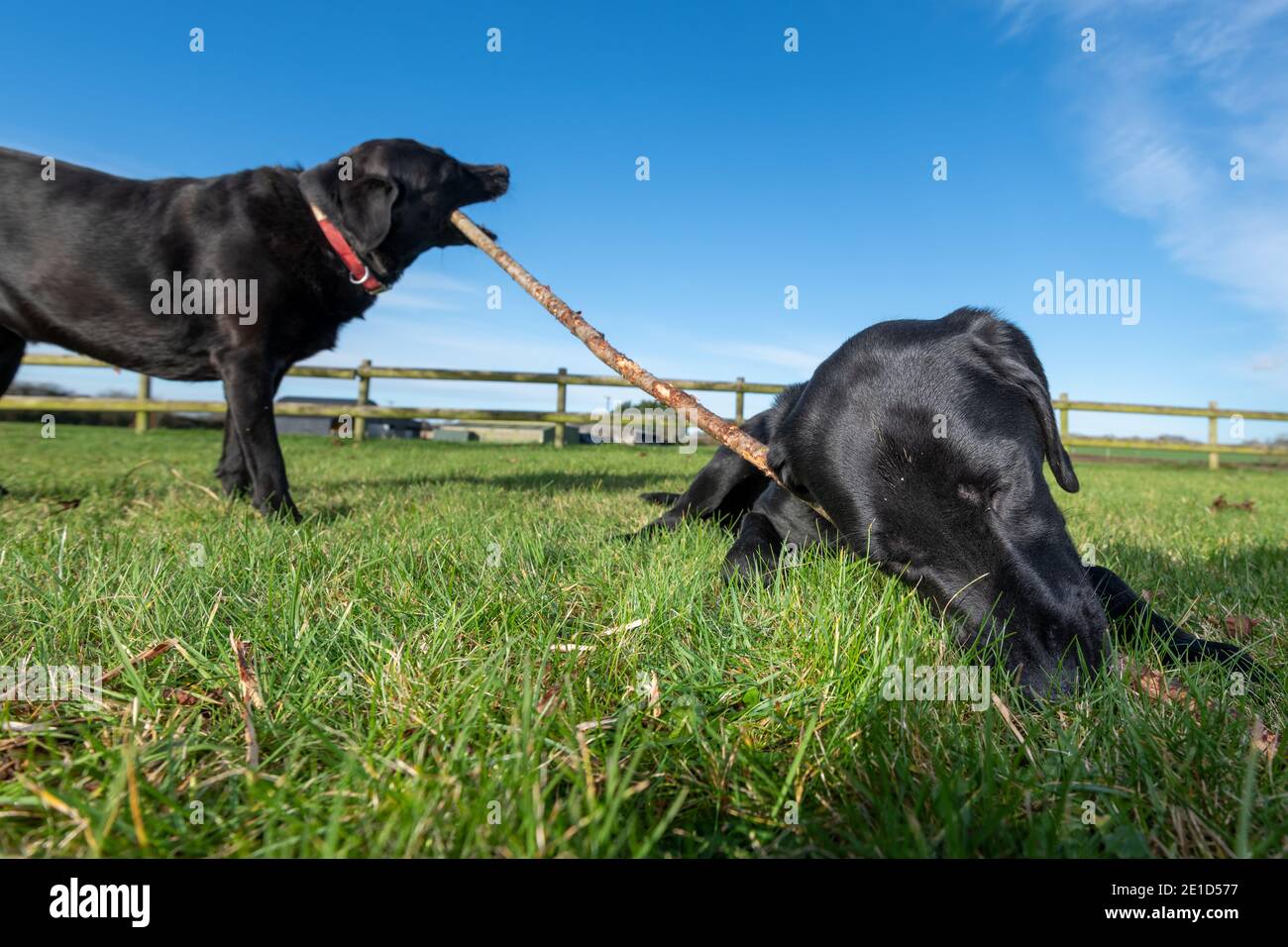 Two black Labradors playing with a stick together Stock Photo - Alamy