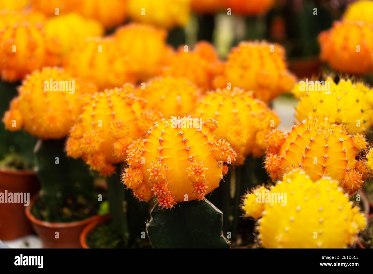 Cacti of different shapes and breeds on the cactus farm. Plants for ...