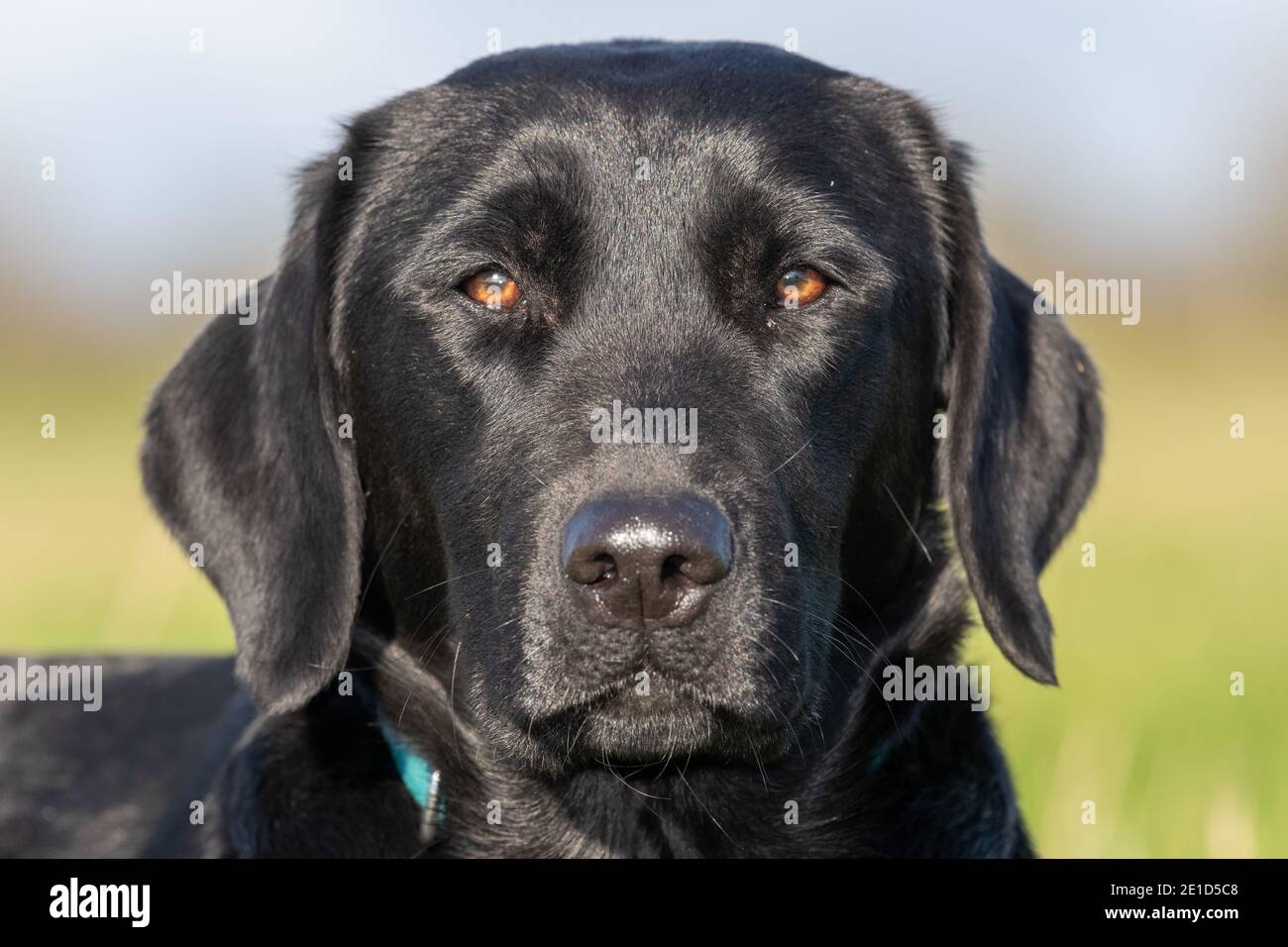 Head shot of a cute black Labrador looking at the camera Stock Photo ...