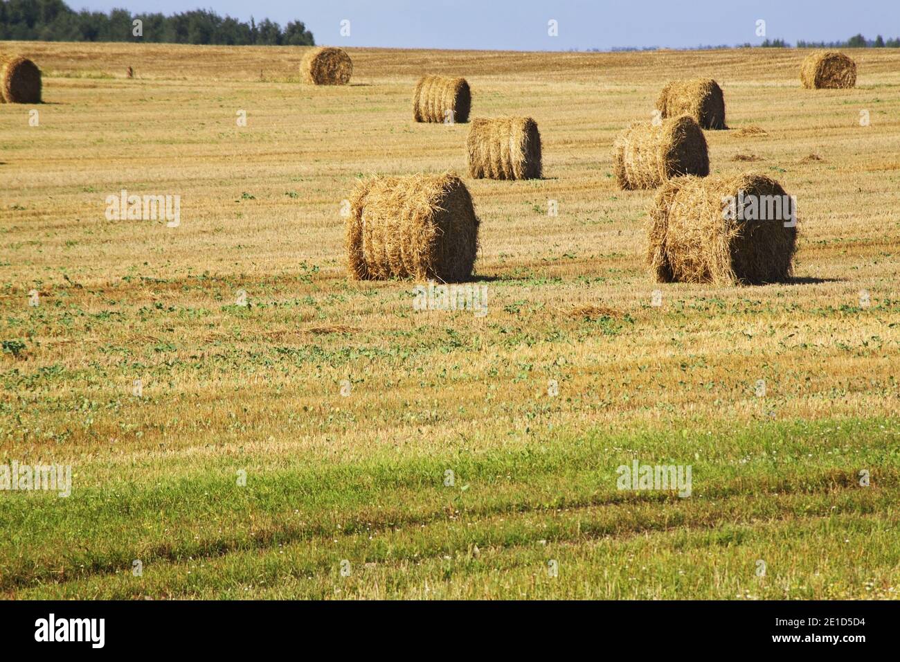 Landscape near Petkovichi village. Belarus Stock Photo - Alamy