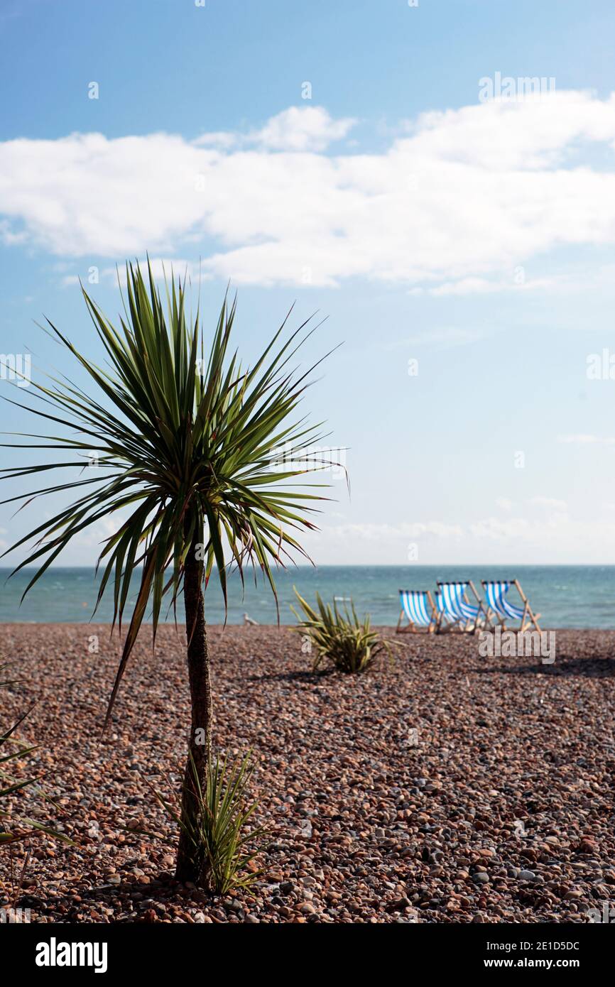 Palm tree and three deckchairs, Brighton beach, Brighton, Sussex ...
