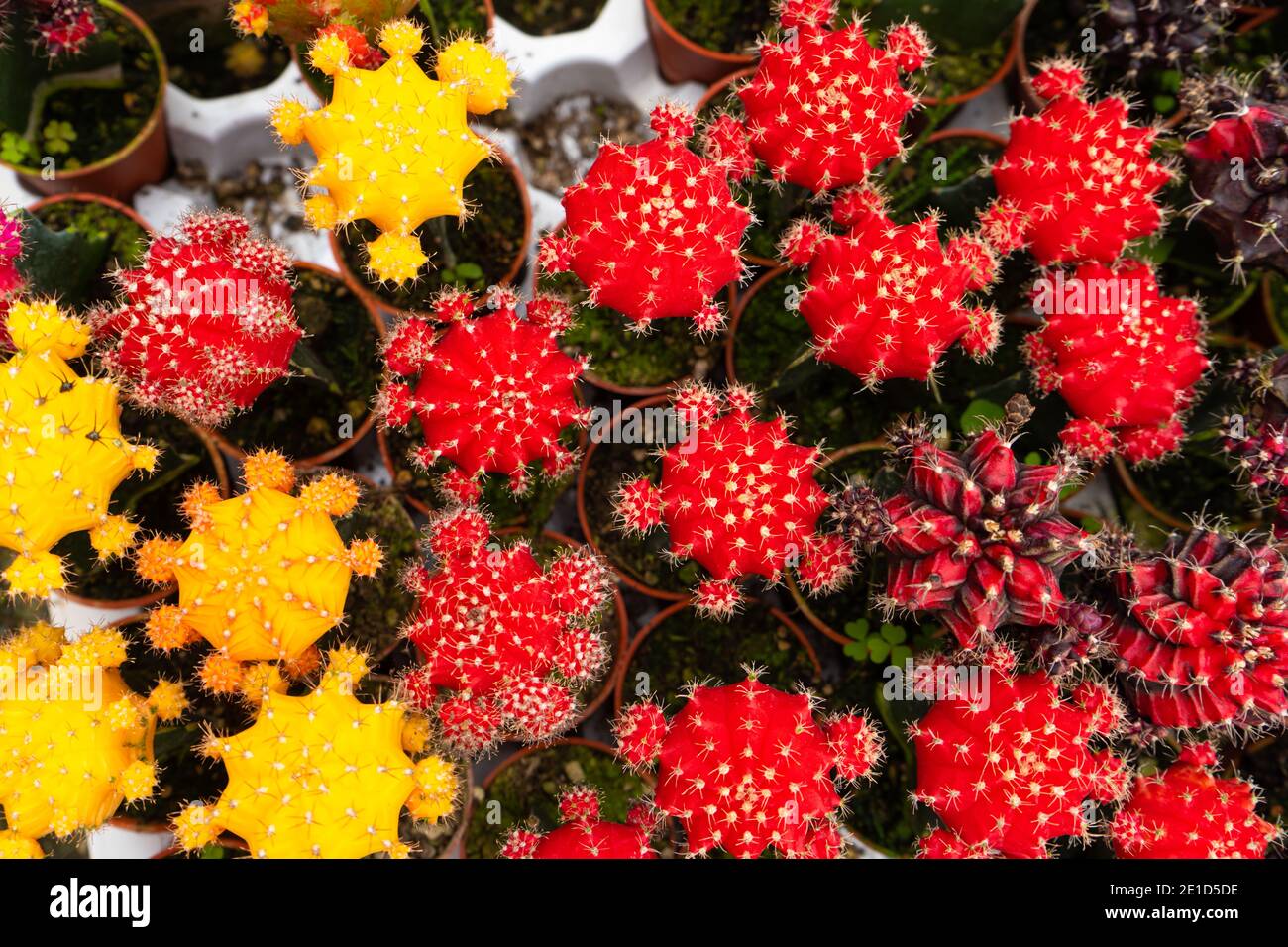 Cacti of different shapes and breeds on the cactus farm. Plants for ...