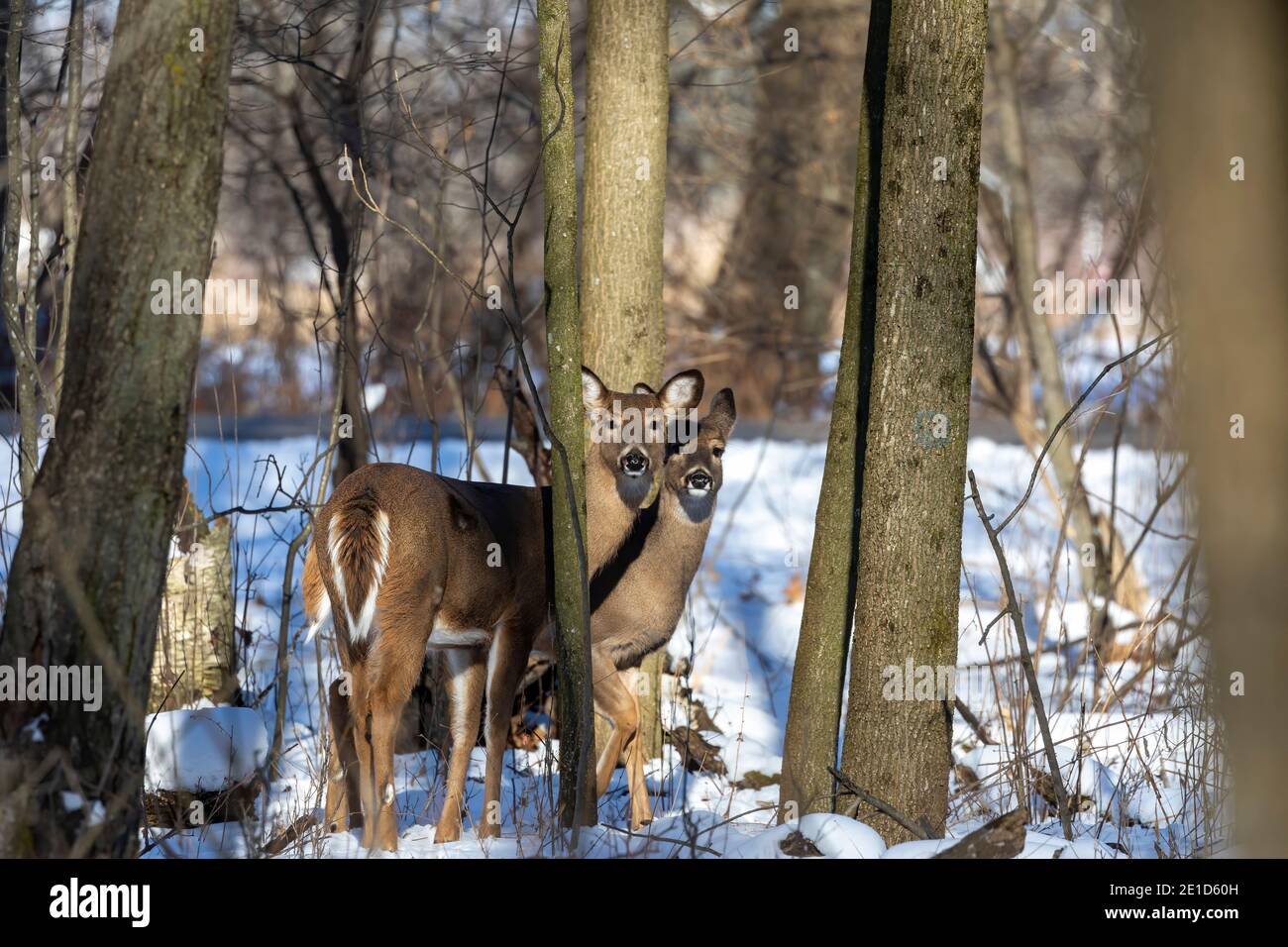 White-tailed deer in state park in Wisconsin Stock Photo - Alamy