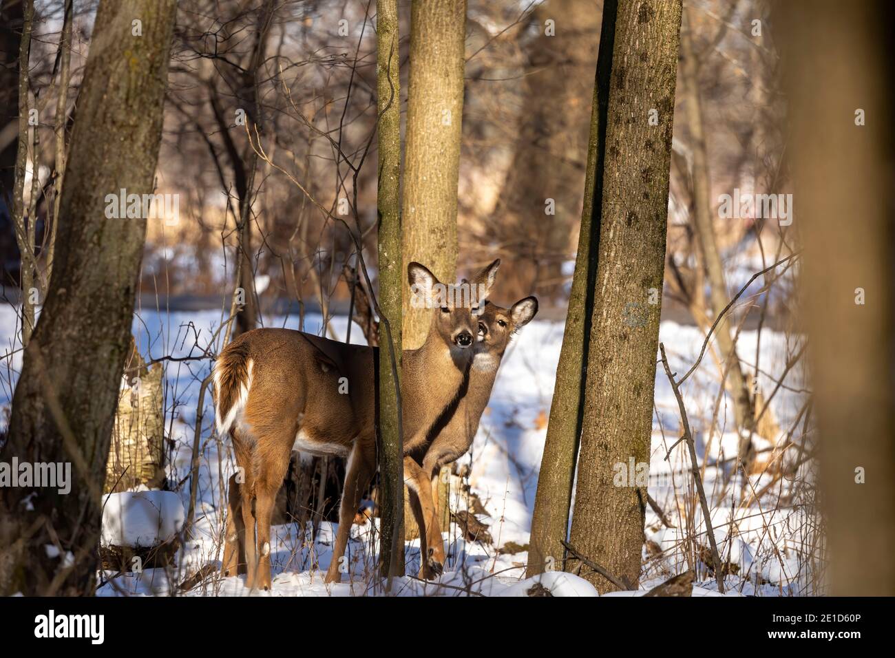 White-tailed deer in state park in Wisconsin Stock Photo - Alamy