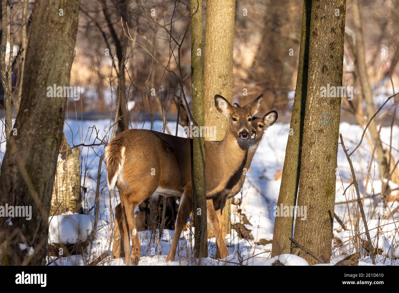 White-tailed deer in state park in Wisconsin Stock Photo - Alamy