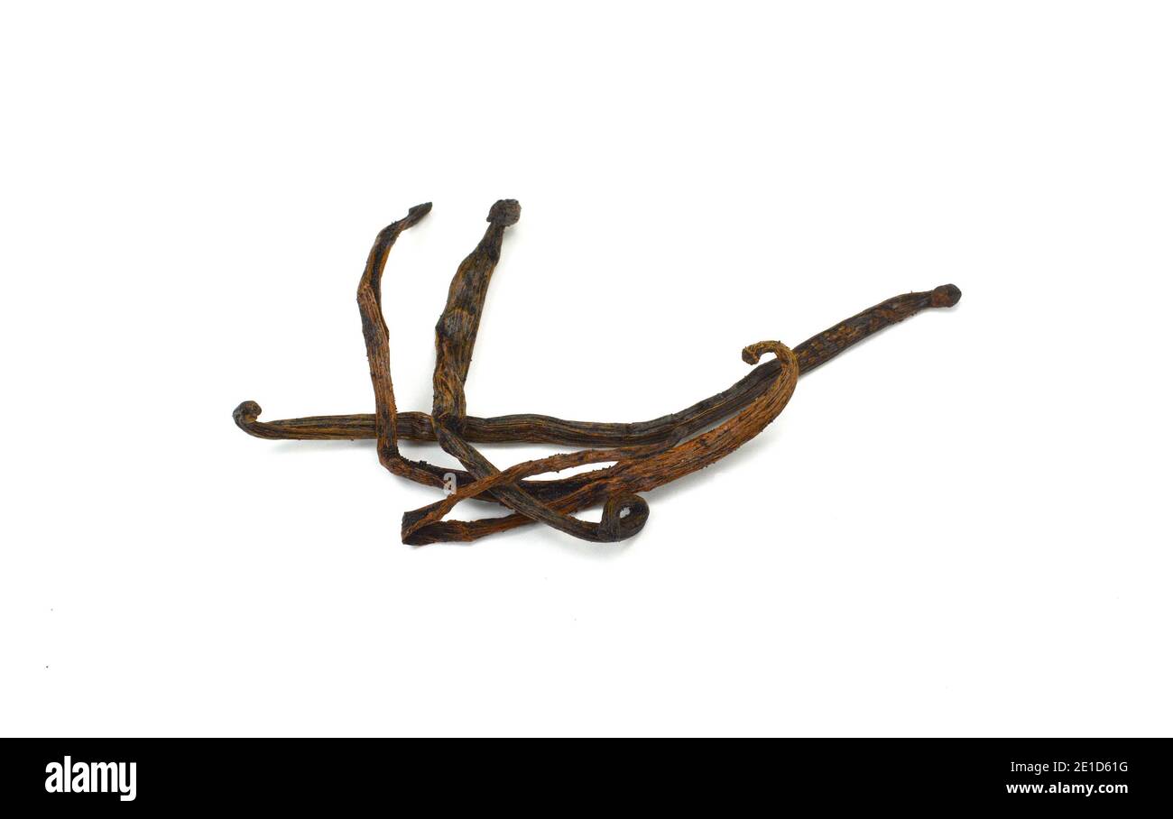 Dried vanilla stick isolated on a white background. Vanilla on white ...