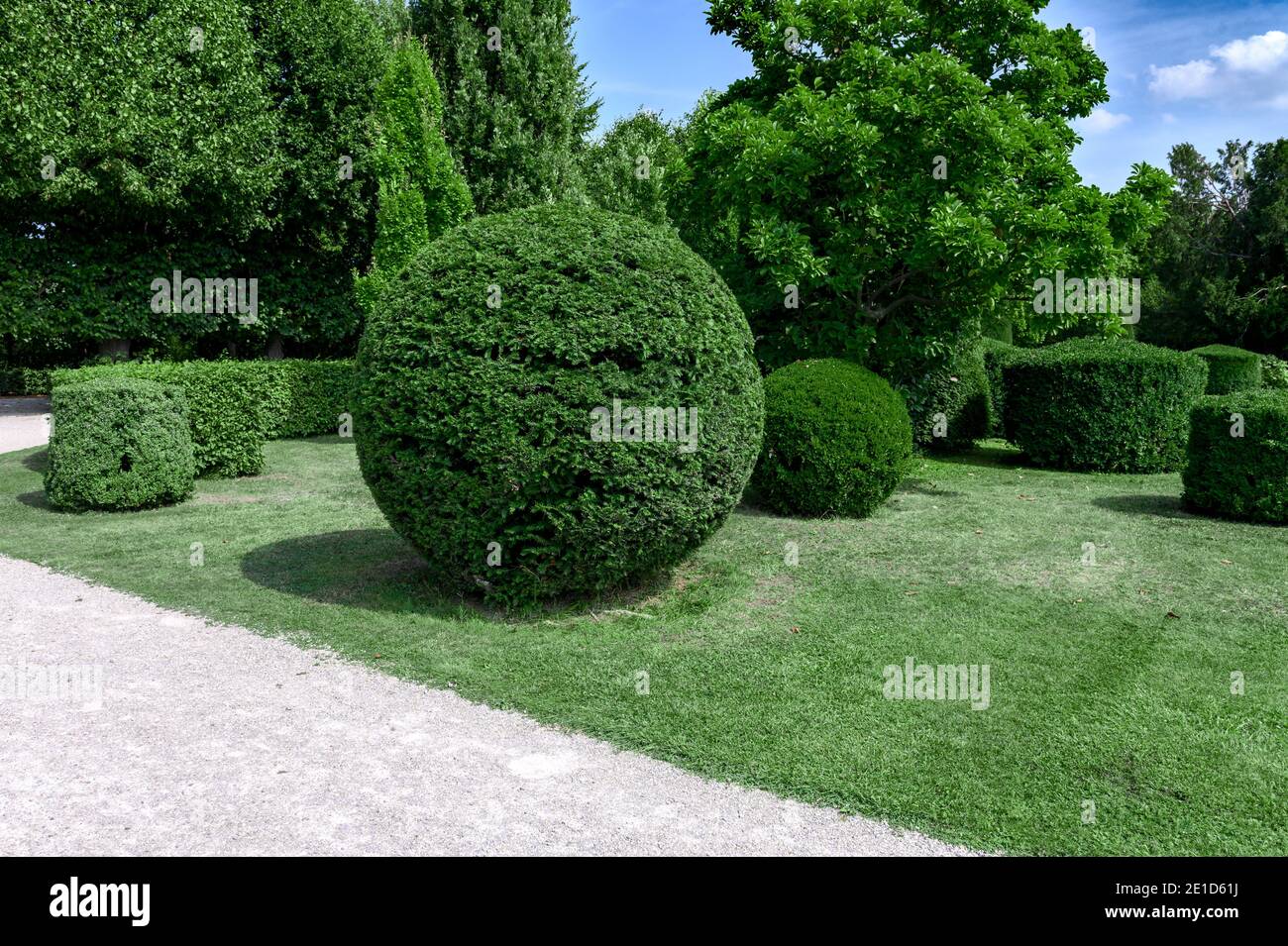 Spherical bushes in the park. spherically formed boxwood shrub balls ...