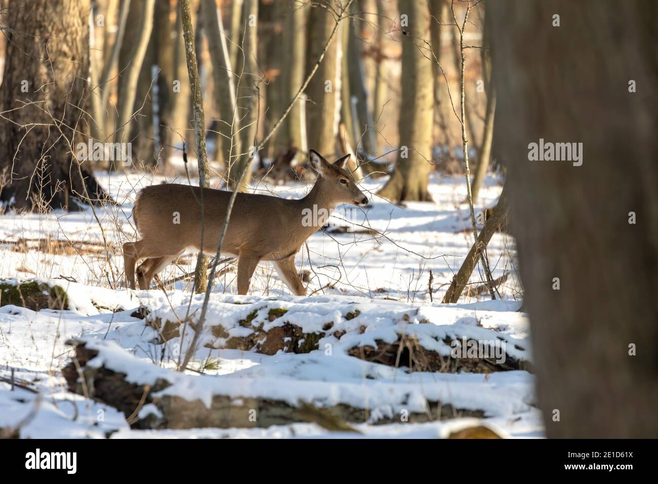 White-tailed deer in state park in Wisconsin Stock Photo - Alamy