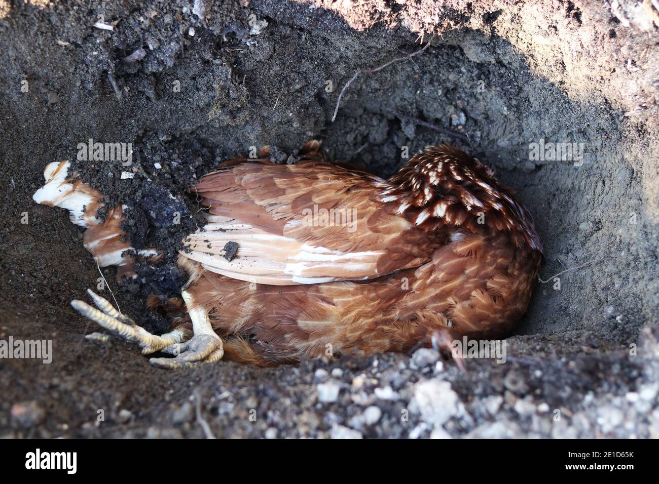 Dead chicken in hole in the ground. Last resting place for the hen. The ...