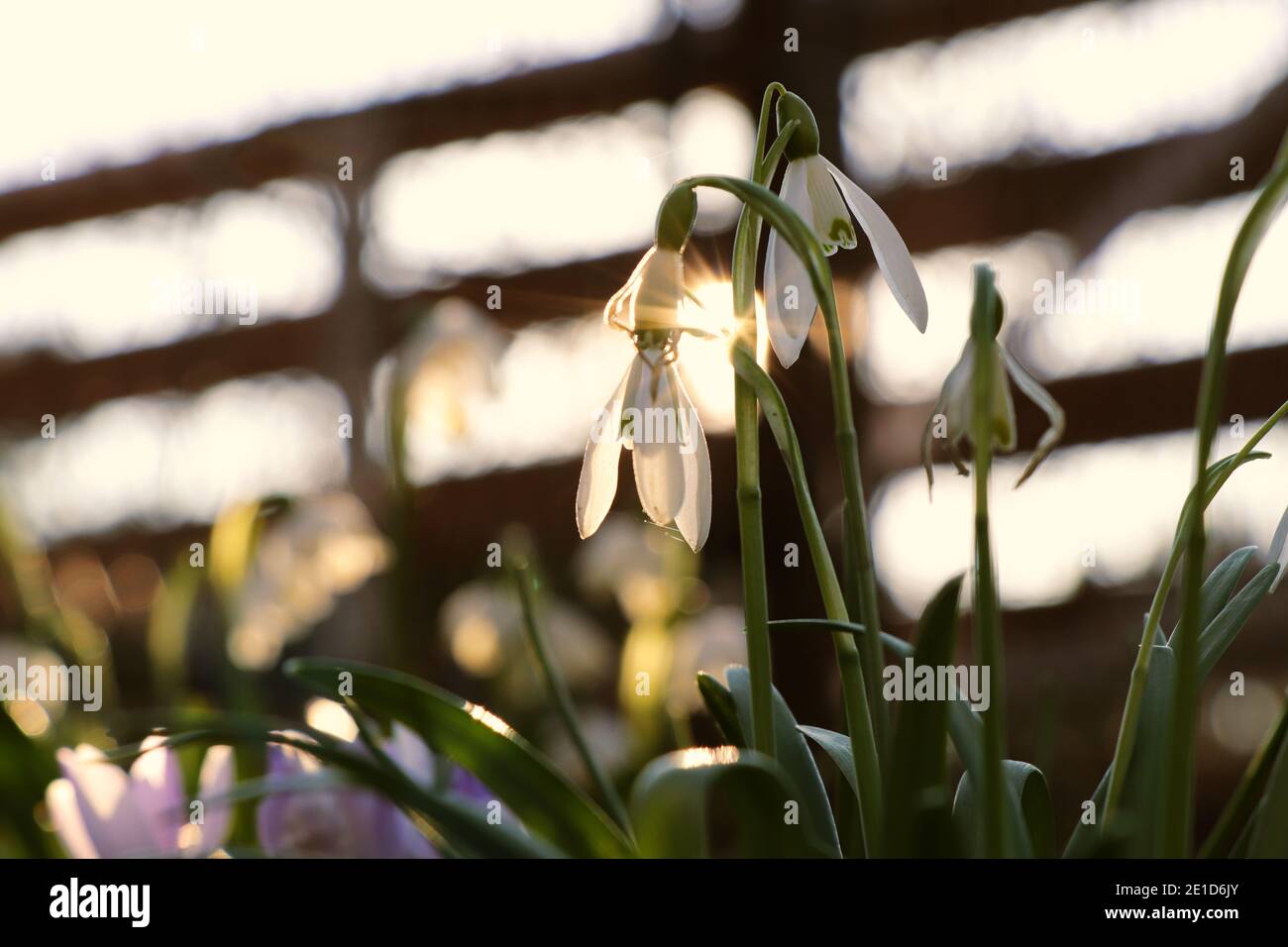 Beautiful spring flowers in golden hours. White snowdrop with blurred ...
