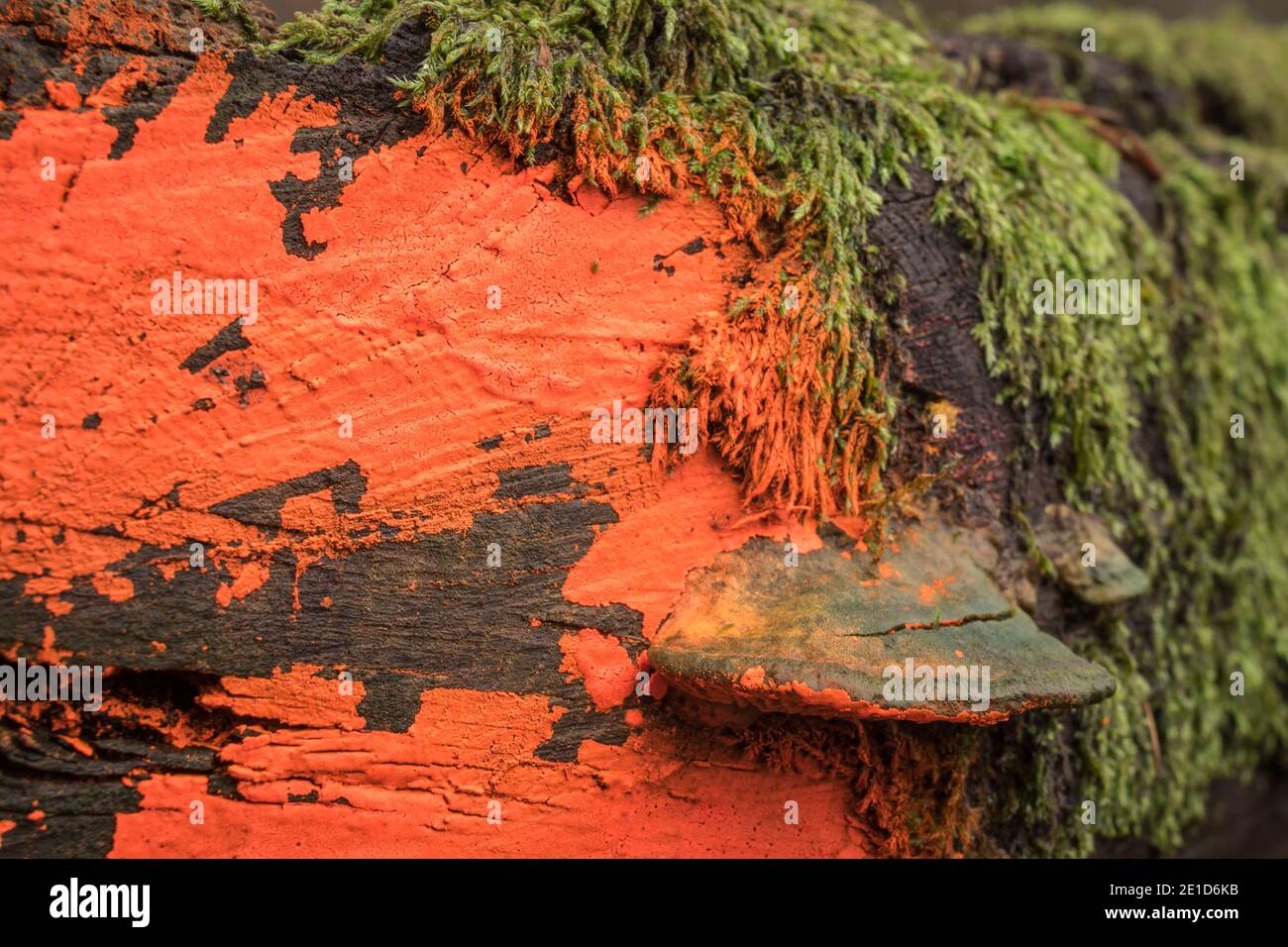 close up of a painted and weathered log Stock Photo - Alamy