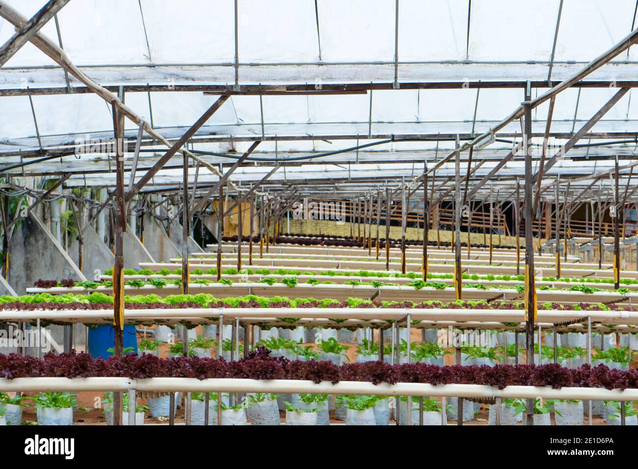 Modern greenhouse for growing salads with irrigation system. Industrial ...