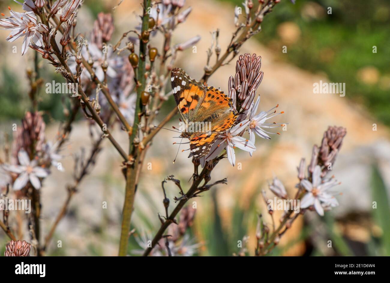 Cyprus national flower hi-res stock photography and images - Alamy