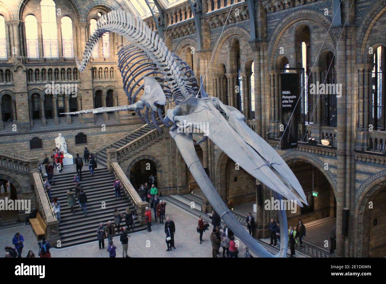 Museum of Natural History main hall (Hintze Hall) with the skeleton of ...