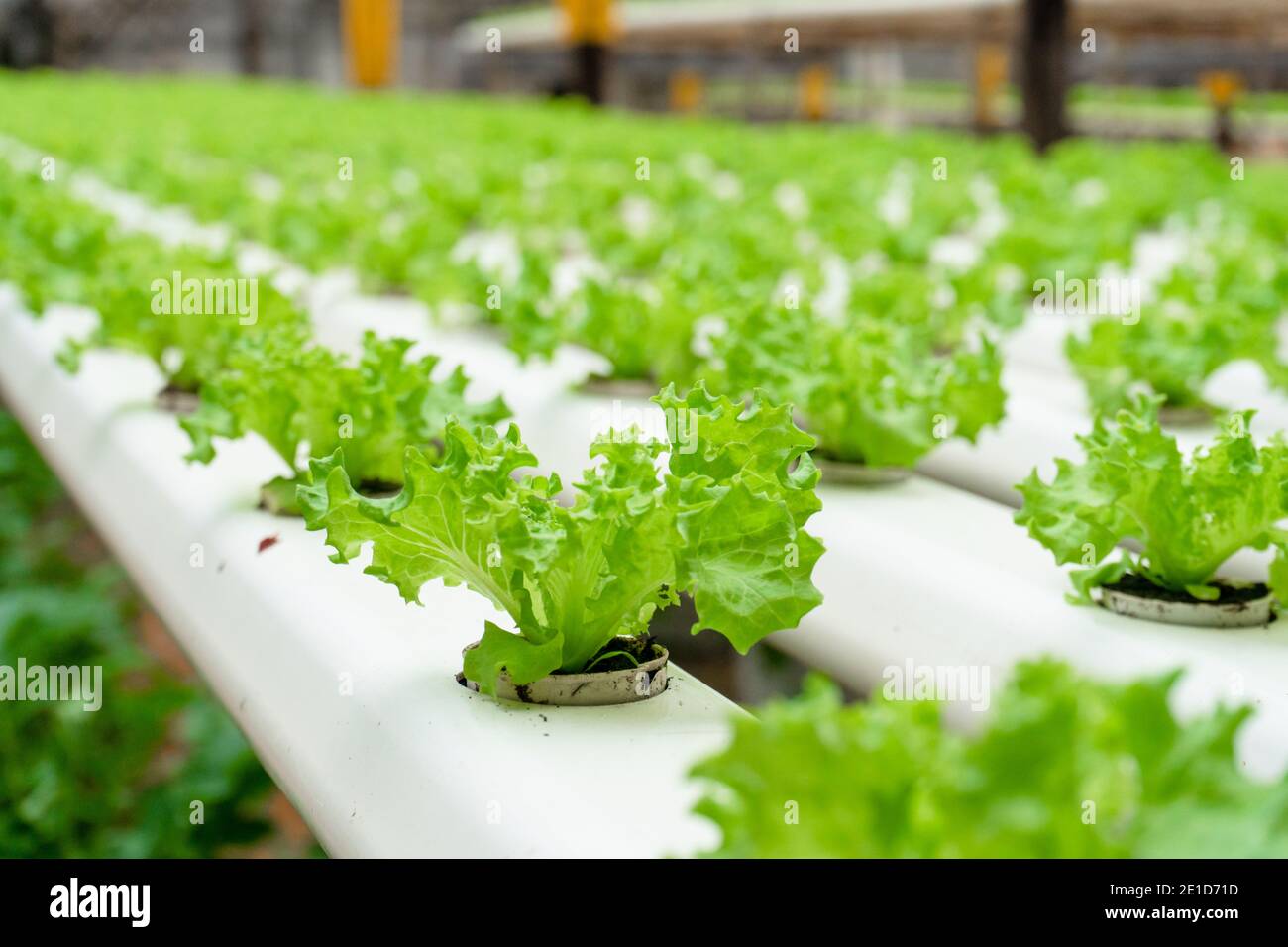 Modern greenhouse for growing salads with irrigation system. Industrial ...