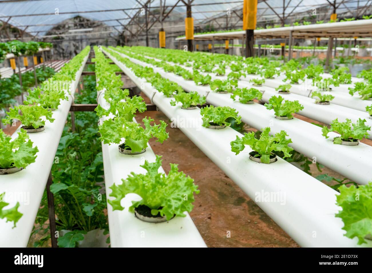 Modern greenhouse for growing salads with irrigation system. Industrial ...