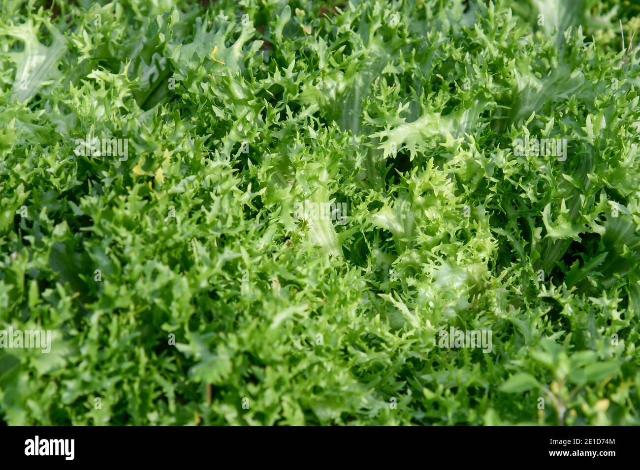 Endive plant hi-res stock photography and images - Alamy