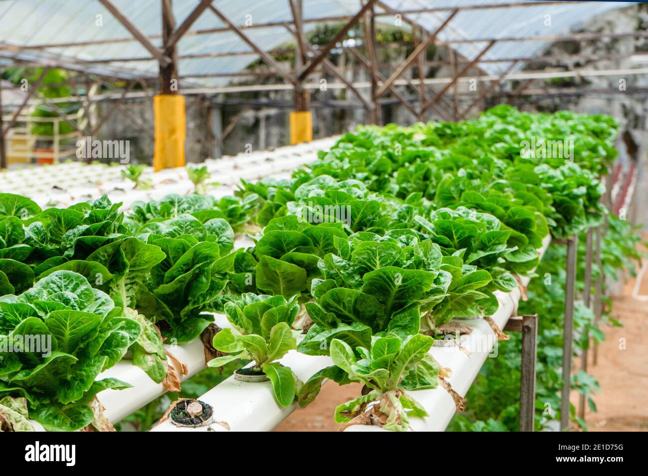 Modern greenhouse for growing salads with irrigation system. Industrial ...