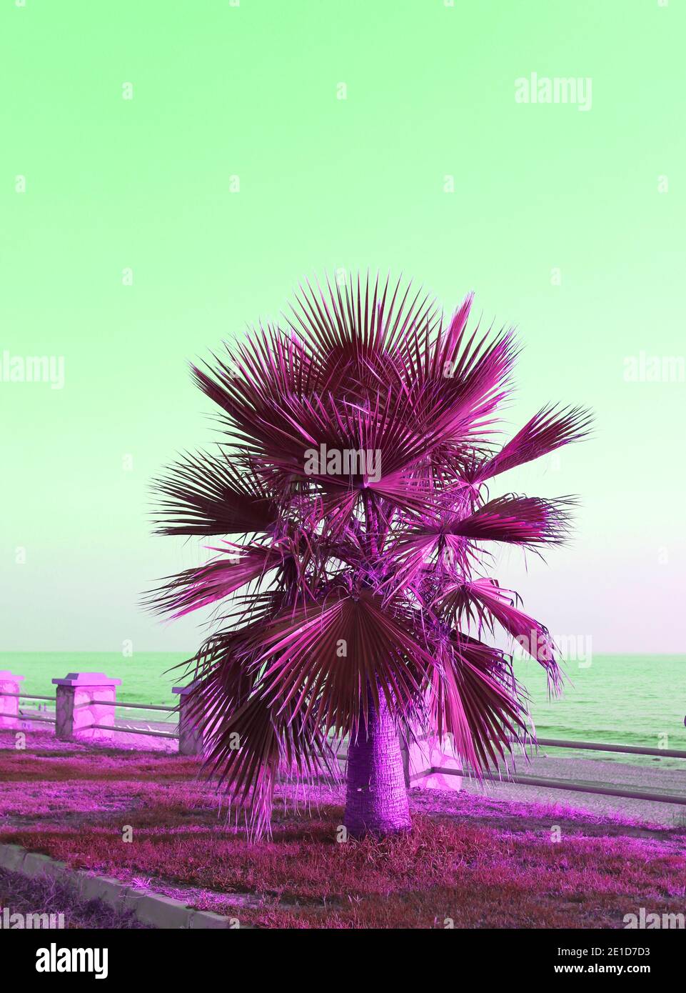 Photos of beautiful retro palm trees of different shades on a tropical ...