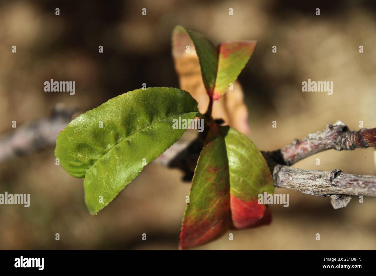 Take a closer look! Stock Photo - Alamy