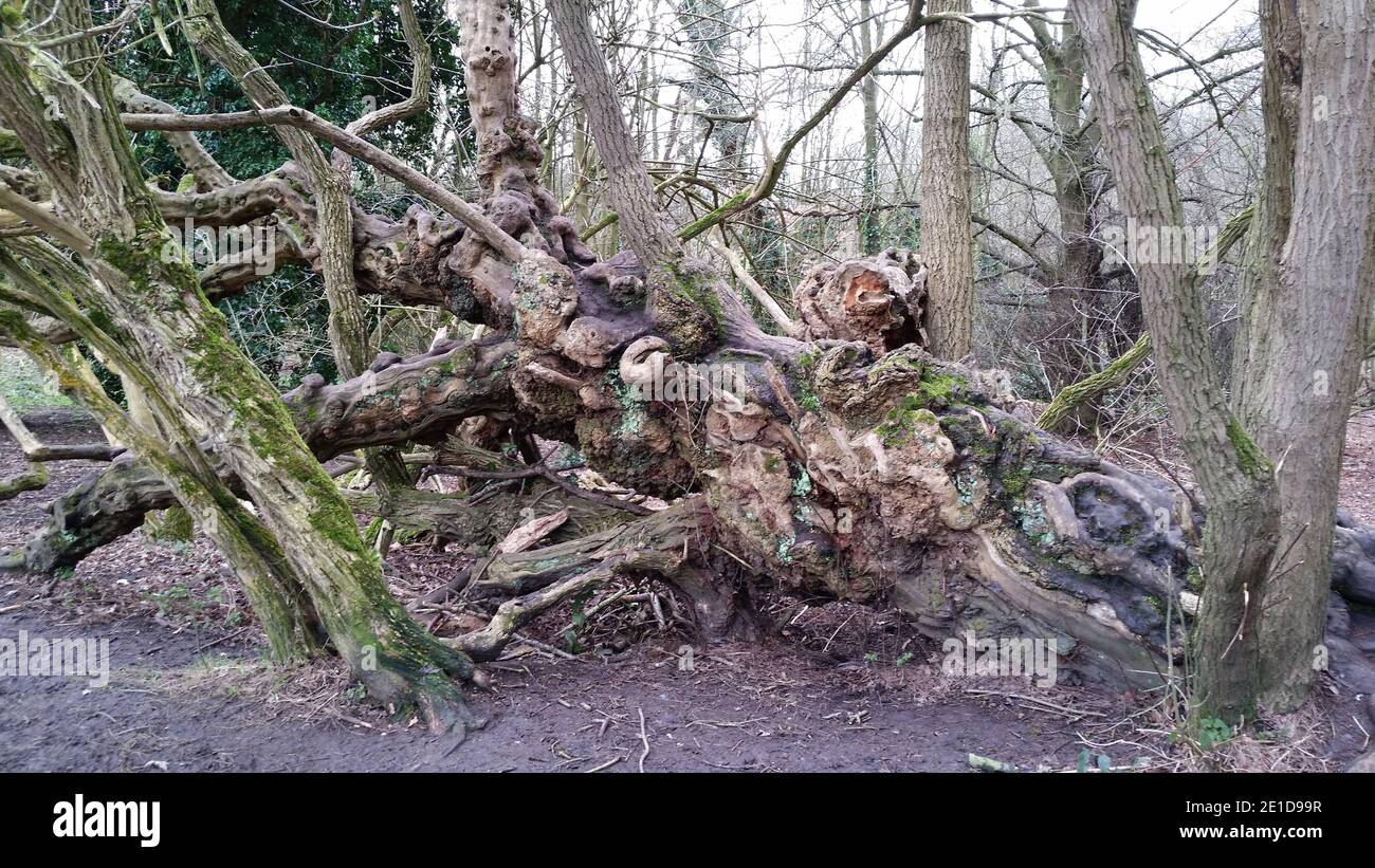 Gnarly tree hi-res stock photography and images - Alamy