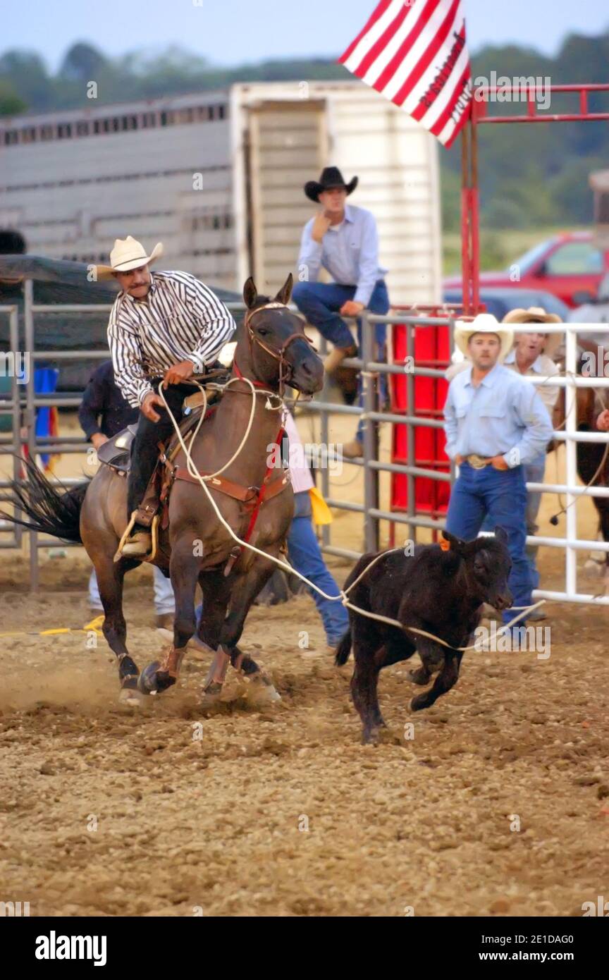 Cowboy lasso calf hi-res stock photography and images - Alamy