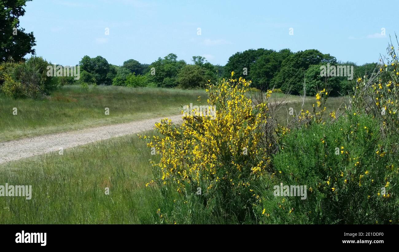 Wanstead park hi-res stock photography and images - Alamy