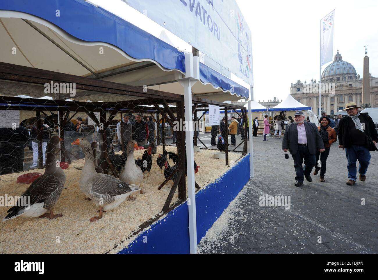 Horses, cows, chickens, pigs, ducks and ships trooped in Saint Peter ...